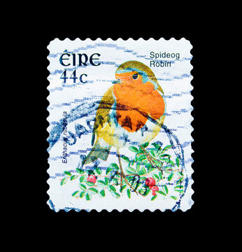 「Spideog」の写真素材 | 5件の無料イラスト画像 | Adobe Stock