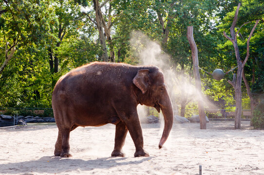 รูปภาพSlon – เลือกดูภาพถ่ายสต็อก เวกเตอร์ และวิดีโอ2,228 | Adobe Stock