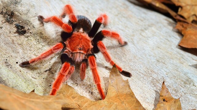 รูปภาพBirdeater – เลือกดูภาพถ่ายสต็อก เวกเตอร์ และวิดีโอ869 | Adobe Stock