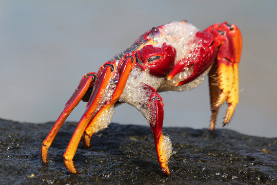 Krebstier bilder – Bläddra bland 2,879 stockfoton, vektorer och videor ...