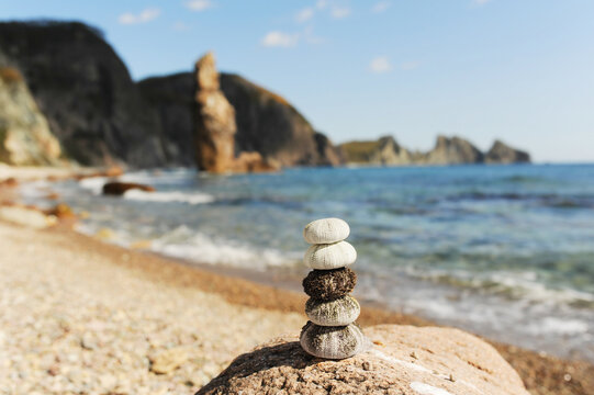 Seeigelskelett Bilder – Durchsuchen 275 Archivfotos, Vektorgrafiken und ...