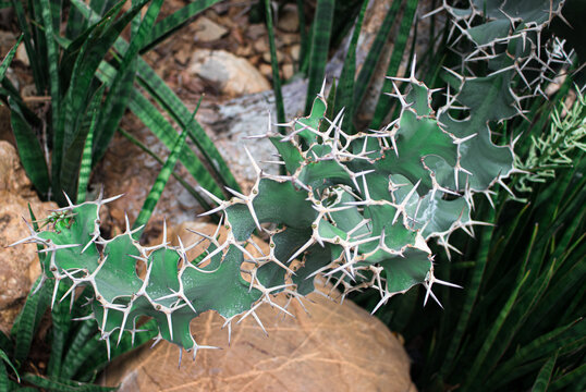 Cladophyll bilder – Bläddra bland 679 stockfoton, vektorer och videor ...