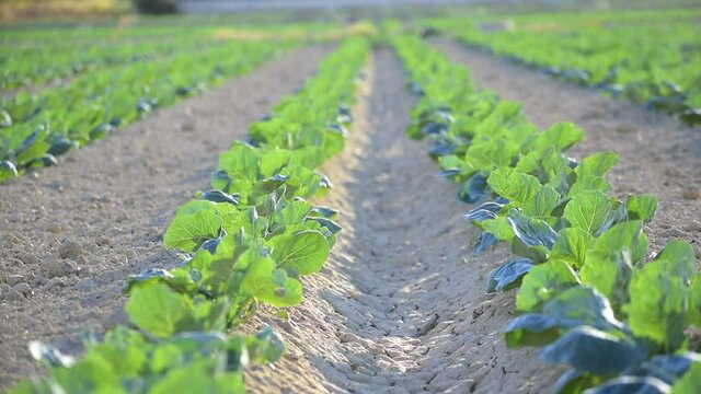 Cultive Video Footage – Browse 348 HD Stock Video and Footage | Adobe Stock