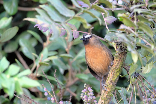 Nilgiri Laughing Thrush