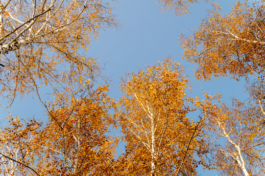 "Autumn Birch" Images – Browse 209 Stock Photos, Vectors, and Video ...