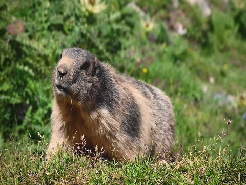 Marmot Images – Parcourir 36,881 le catalogue de photos, vecteurs et ...