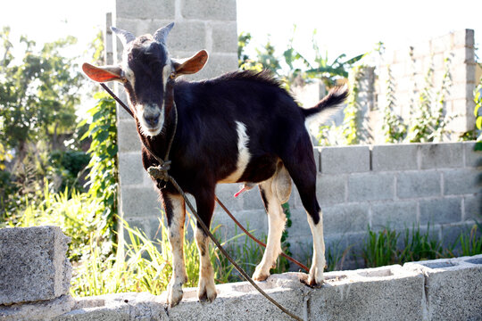 "Macho Cabrio" Images – Browse 110 Stock Photos, Vectors, and Video ...