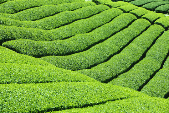 八十八夜 Images – Browse 948 Stock Photos, Vectors, and Video | Adobe Stock