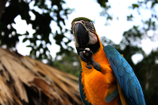รูปภาพGuacamaya – เลือกดูภาพถ่ายสต็อก เวกเตอร์ และวิดีโอ3,663 | Adobe Stock
