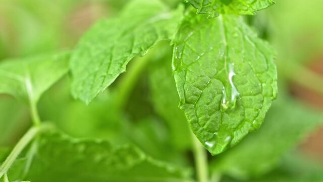 Mint Video Footage – Browse 33,000 HD Stock Video and Footage | Adobe Stock