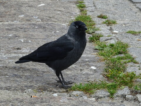 รูปภาพDohle – เลือกดูภาพถ่ายสต็อก เวกเตอร์ และวิดีโอ1,322 | Adobe Stock