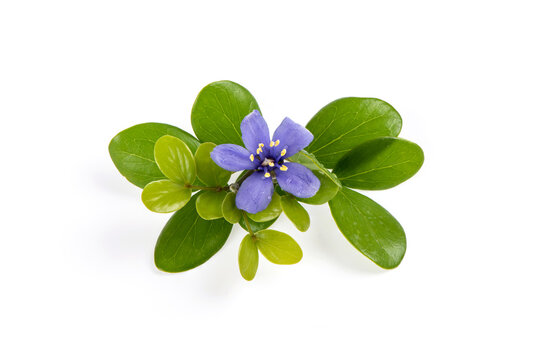 Bahamas National Flower Lignum Vitae | Best Flower Site