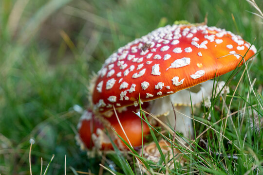 Giftpilz Imagens – Procure 14,048 fotos, vetores e vídeos | Adobe Stock