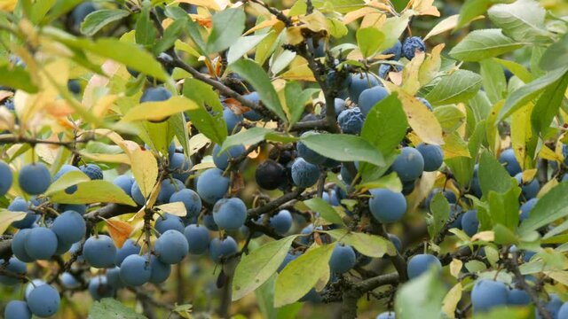 Prunelle Images – Browse 11,981 Stock Photos, Vectors, and Video ...