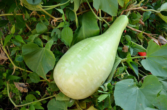 Green Round Gourds