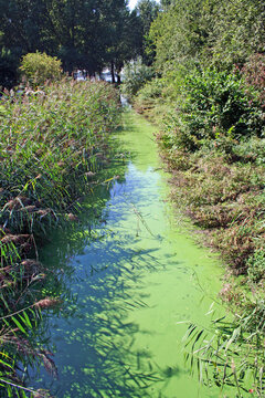 Hypertrophication Images – Browse 2,394 Stock Photos, Vectors, and ...