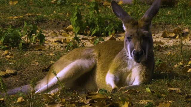 รูปภาพMacropods – เลือกดูภาพถ่ายสต็อก เวกเตอร์ และวิดีโอ17,169 | Adobe ...