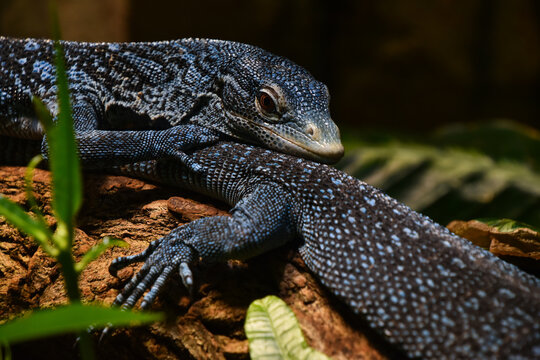 "Timor Tree Monitor" Images – Browse 104 Stock Photos, Vectors, and ...