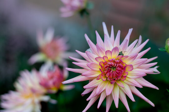 Sheila Shu Cheung photos, images, assets | Adobe Stock