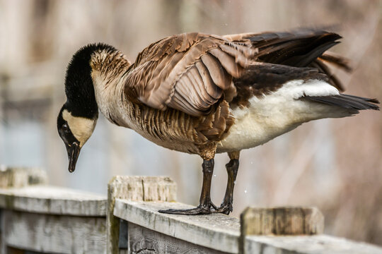 Avialae Bilder – Durchsuchen 500 Archivfotos, Vektorgrafiken und Videos ...