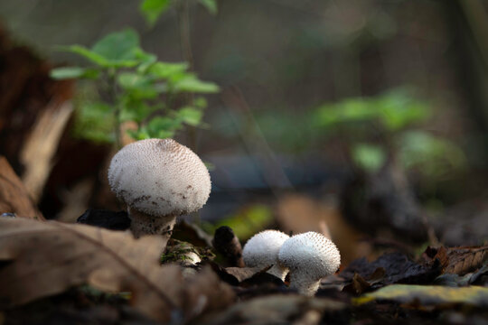 Chropowata Images – Browse 64 Stock Photos, Vectors, and Video | Adobe ...