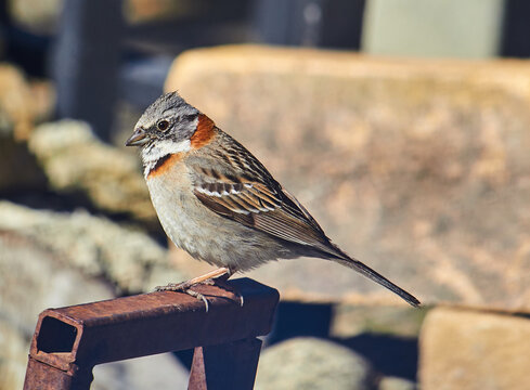 Chincol Images – Browse 41 Stock Photos, Vectors, and Video | Adobe Stock