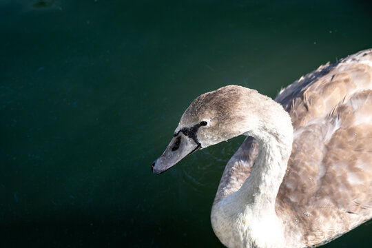 Cygnet Images – Browse 23,480 Stock Photos, Vectors, and Video | Adobe ...