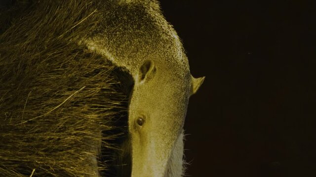 "Lesser Anteater" Images – Browse 871 Stock Photos, Vectors, and Video ...