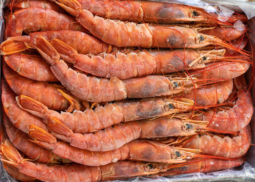 Royal Red Shrimp