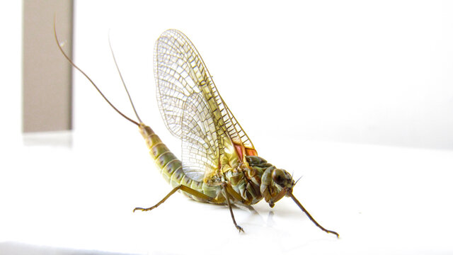 Efemera Images – Browse 4 Stock Photos, Vectors, and Video | Adobe Stock