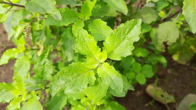 Tulsi Leaf In Tagalog