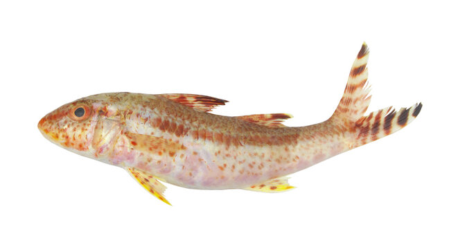 Goatfish Bilder – Durchsuchen 5,767 Archivfotos, Vektorgrafiken und ...