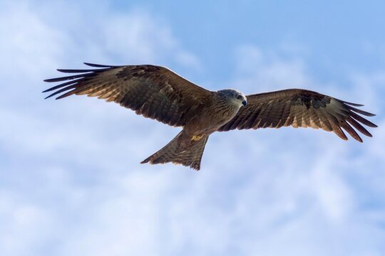 "En Vol" Imagens – Procure 3,898 fotos, vetores e vídeos | Adobe Stock