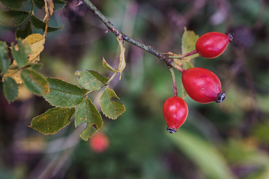รูปภาพHage – เลือกดูภาพถ่ายสต็อก เวกเตอร์ และวิดีโอ4,780 | Adobe Stock