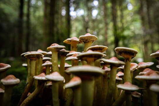 รูปภาพGiftpilz – เลือกดูภาพถ่ายสต็อก เวกเตอร์ และวิดีโอ14,265 | Adobe Stock