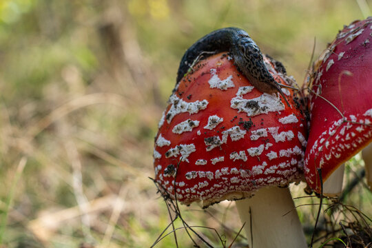 รูปภาพ"Inedible – เลือกดูภาพถ่ายสต็อก เวกเตอร์ และวิดีโอ40,338 | Adobe ...