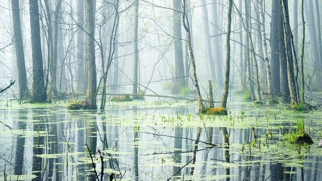 Sumpf Bilder – Durchsuchen 981,985 Archivfotos, Vektorgrafiken und ...