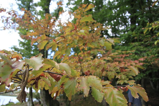 Ghostberry Bilder – Durchsuchen 5,637 Archivfotos, Vektorgrafiken und ...