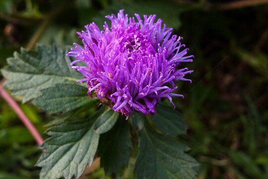 "Lark Daisy" Images – Browse 39 Stock Photos, Vectors, and Video ...