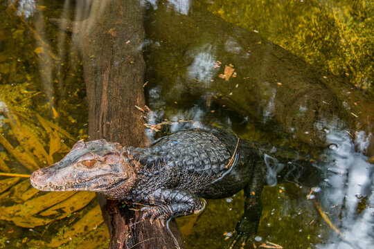 Cuviers Dwarf Caiman Full Grown