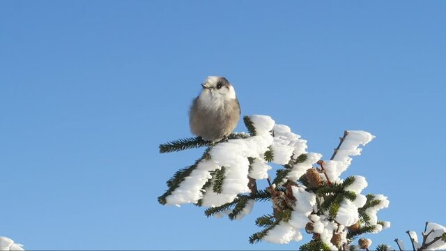 "Canada Jay" Images – Browse 620 Stock Photos, Vectors, and Video ...