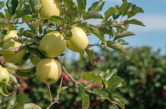 "Apple Trees" bilder – Bläddra bland 26,403 stockfoton, vektorer och ...