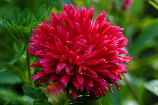 "Red Aster" Images – Browse 251 Stock Photos, Vectors, and Video ...