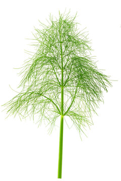 "Wild Fennel" Images – Browse 271 Stock Photos, Vectors, and Video ...