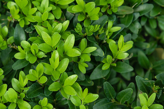 รูปภาพBuxus – เลือกดูภาพถ่ายสต็อก เวกเตอร์ และวิดีโอ26,156 | Adobe Stock