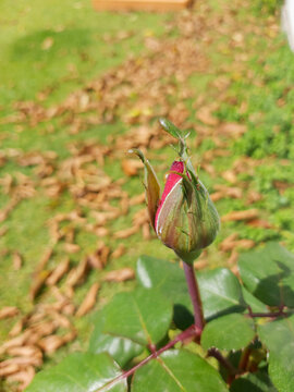 รูปภาพPimpollo – เลือกดูภาพถ่ายสต็อก เวกเตอร์ และวิดีโอ292 | Adobe Stock