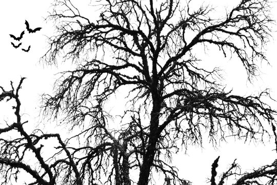Tenebroso-Bilder: Stock-Fotos & -Videos. | Adobe Stock