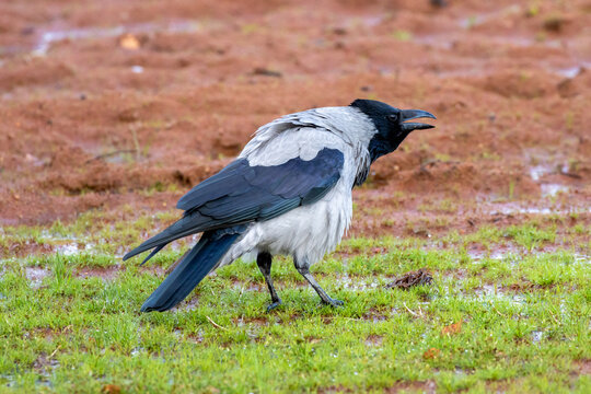 รูปภาพCrowing – เลือกดูภาพถ่ายสต็อก เวกเตอร์ และวิดีโอ391,048 | Adobe Stock