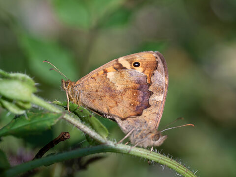 「Ocelles」の画像 - 340 件の Stock 写真、ベクターおよびビデオ | Adobe Stock