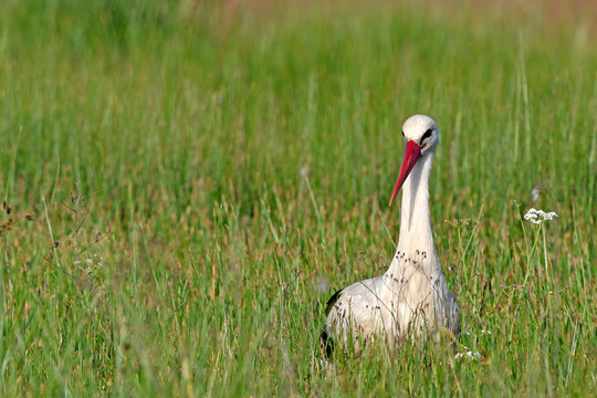 รูปภาพLeylek – เลือกดูภาพถ่ายสต็อก เวกเตอร์ และวิดีโอ113 | Adobe Stock